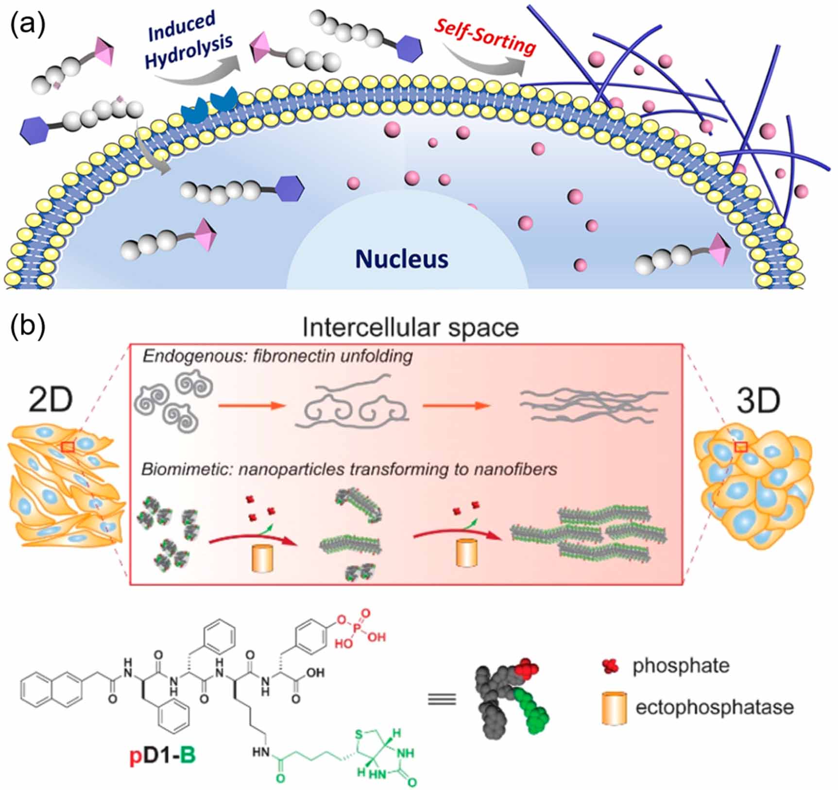 Self-assembly of bioinspired peptides for biomimetic synthesis of advanced peptide-based ...
