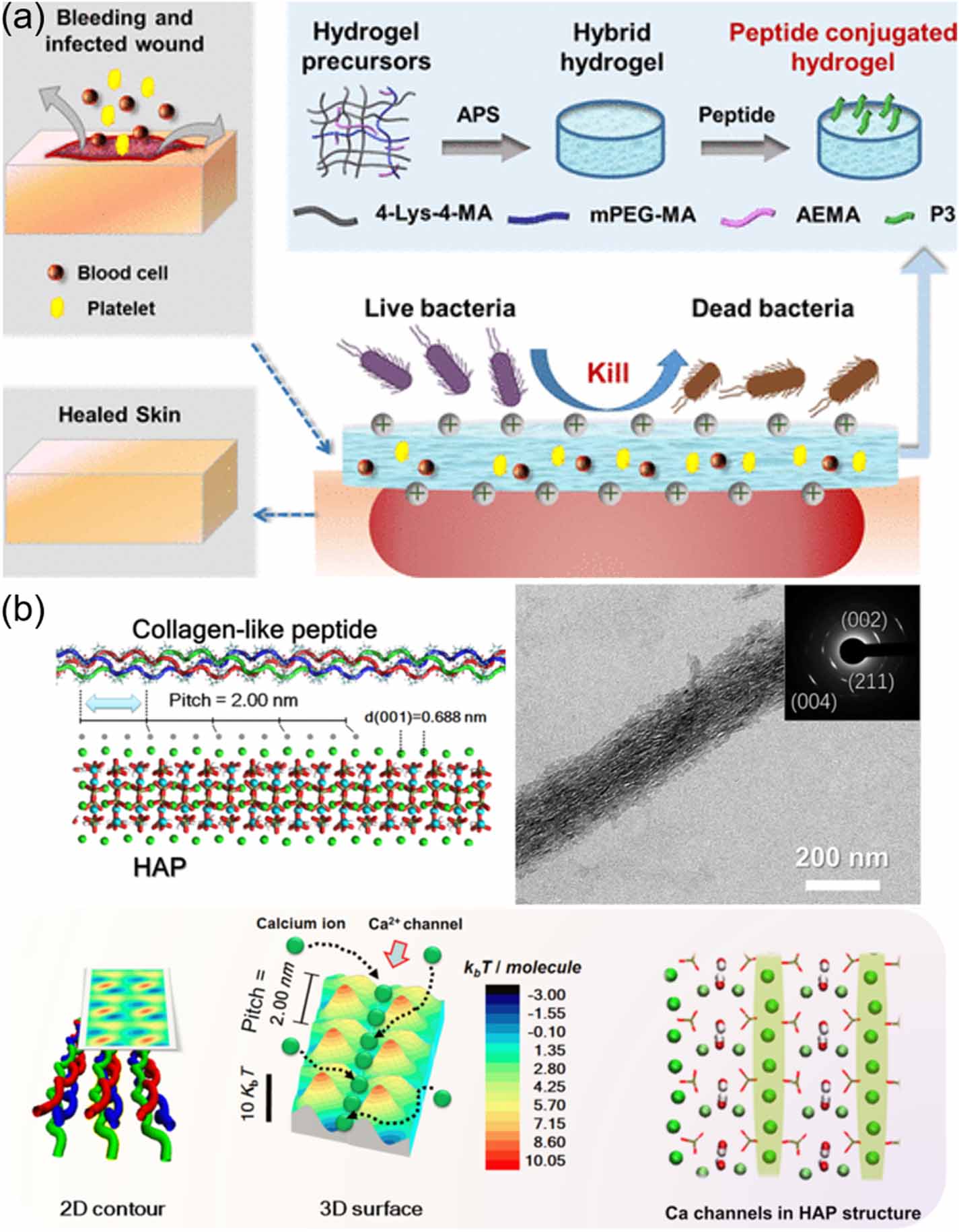 Self-assembly of bioinspired peptides for biomimetic synthesis of advanced peptide-based ...