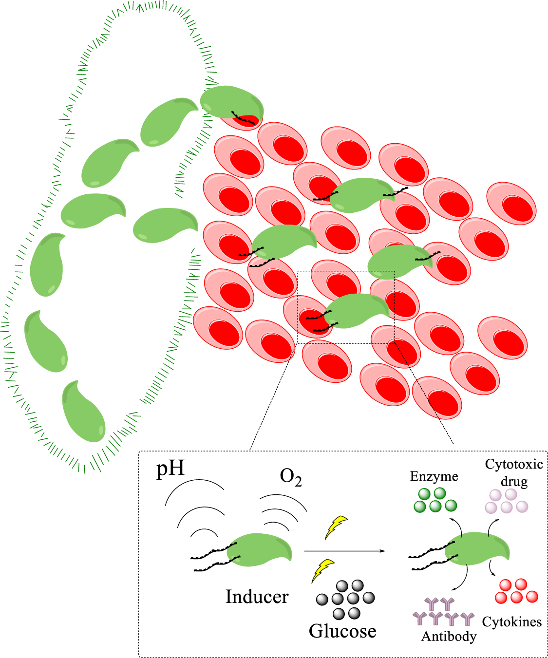 Nanobiohybrids and bacterial carriers: a novel pathway to targeted ...