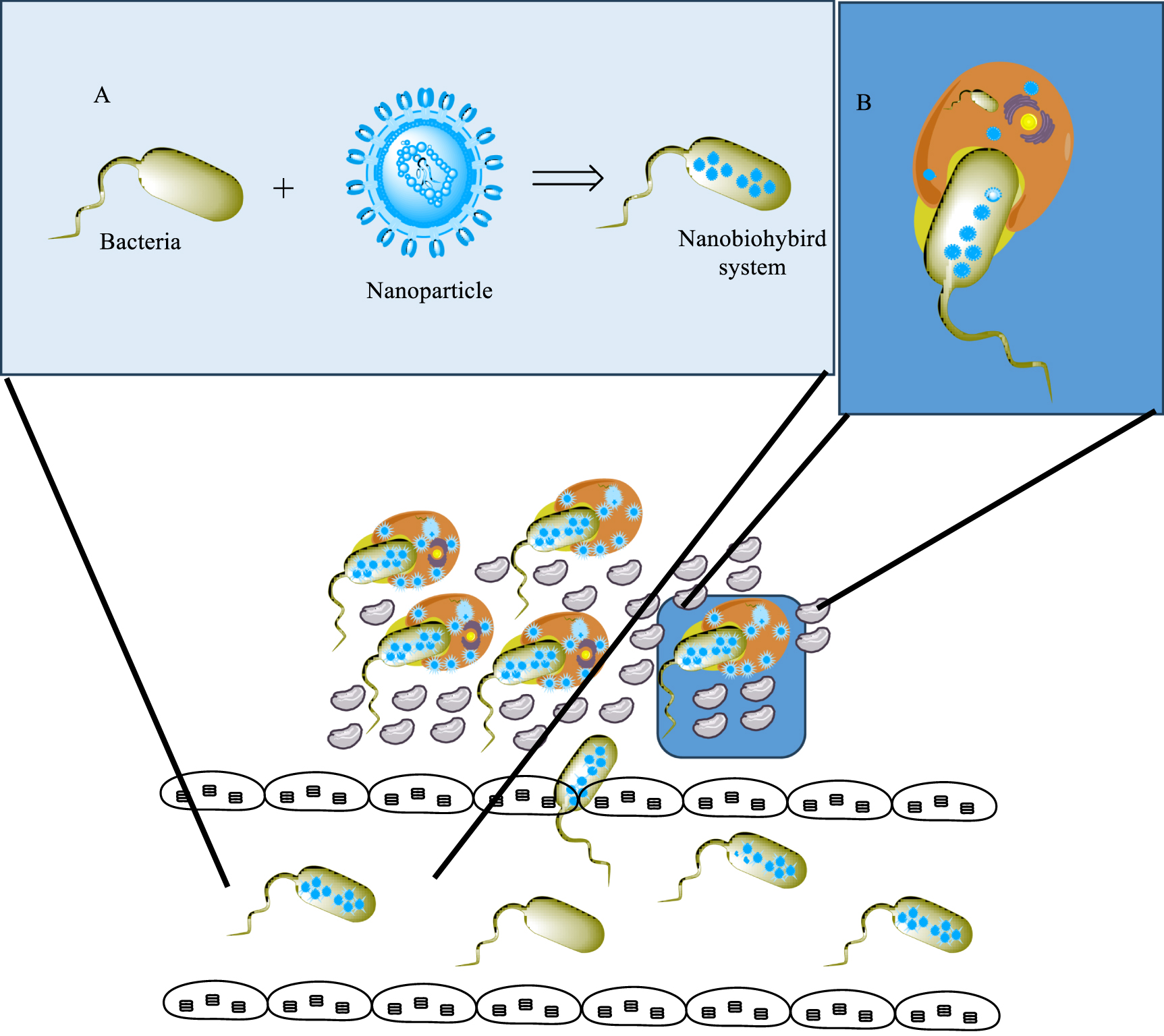 Nanobiohybrids and bacterial carriers: a novel pathway to targeted ...
