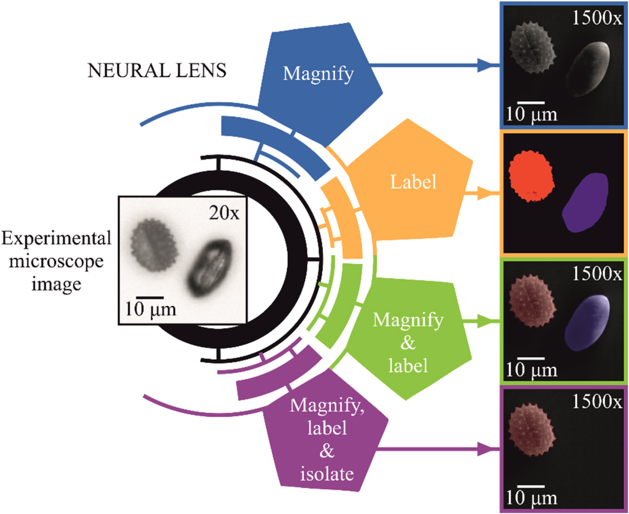 A neural lens for super-resolution biological imaging - IOPscience