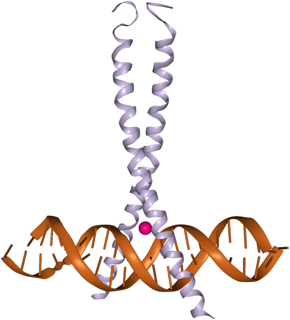 An extremely low-frequency magnetic field can affect CREB protein ...