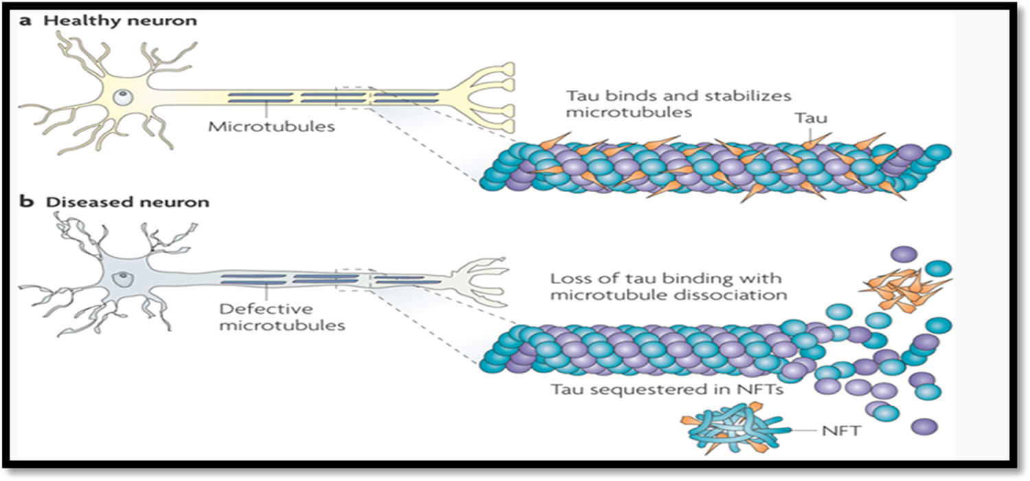 Spectroscopic investigation of tau protein conformational changes by ...