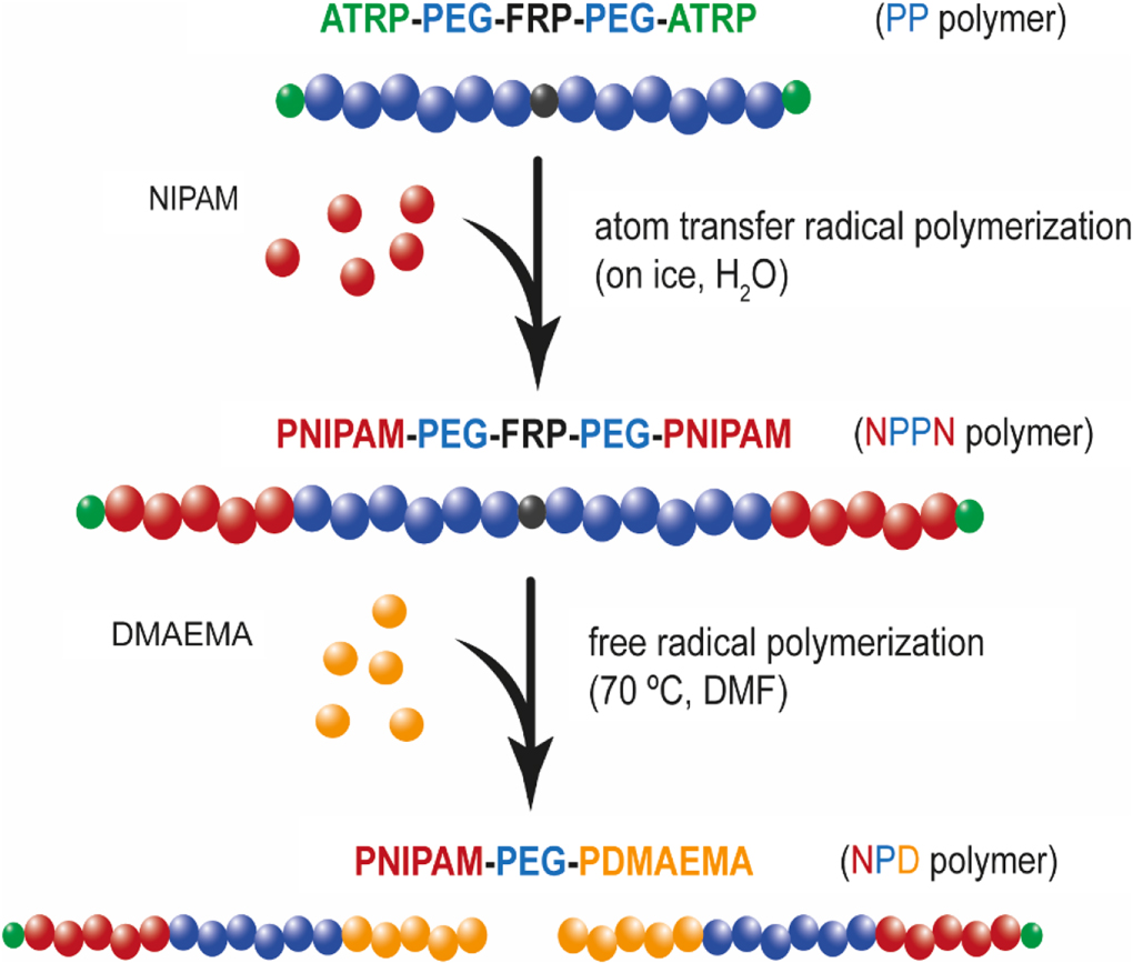 Balancing hydrophobic and electrostatic interactions in thermosensitive ...