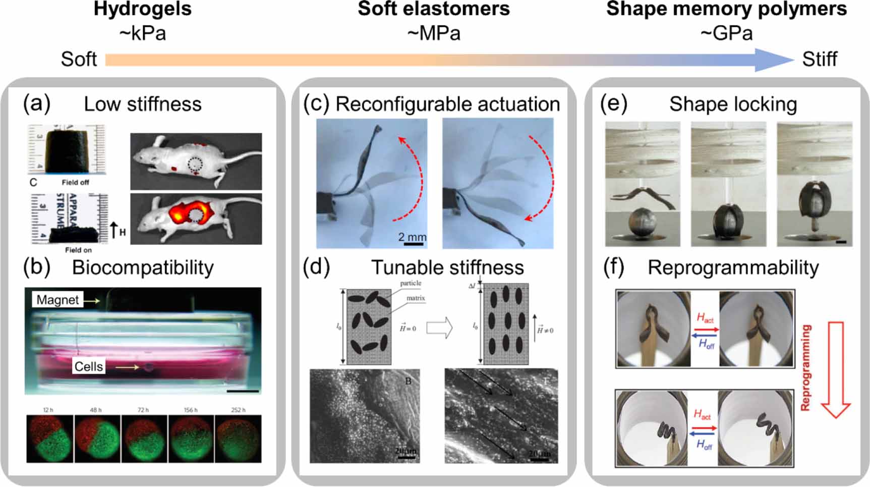 Multifunctional magnetic soft composites: a review - IOPscience