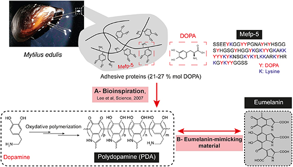 Multifunctional polydopamine-based nanoparticles: synthesis, physico ...