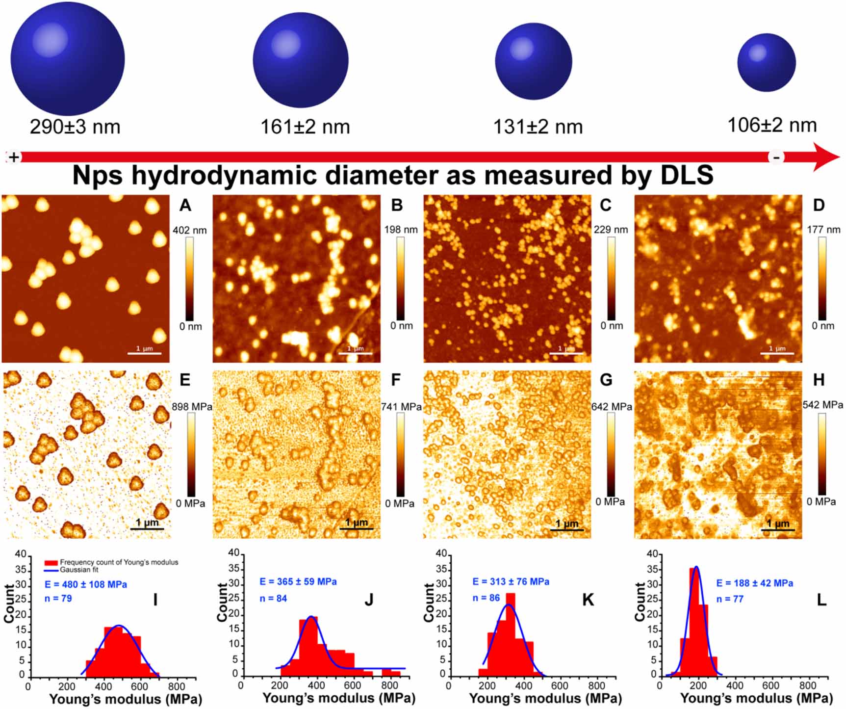 Multifunctional polydopamine-based nanoparticles: synthesis, physico ...