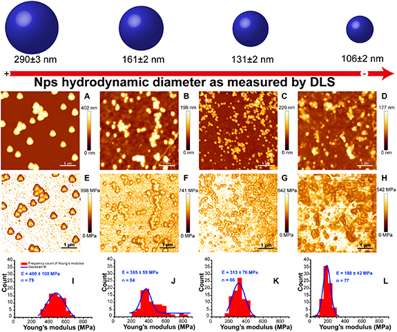 Multifunctional polydopamine-based nanoparticles: synthesis, physico ...