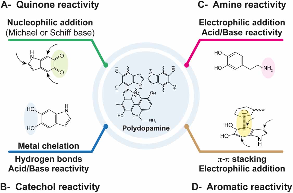 Multifunctional polydopamine-based nanoparticles: synthesis, physico ...
