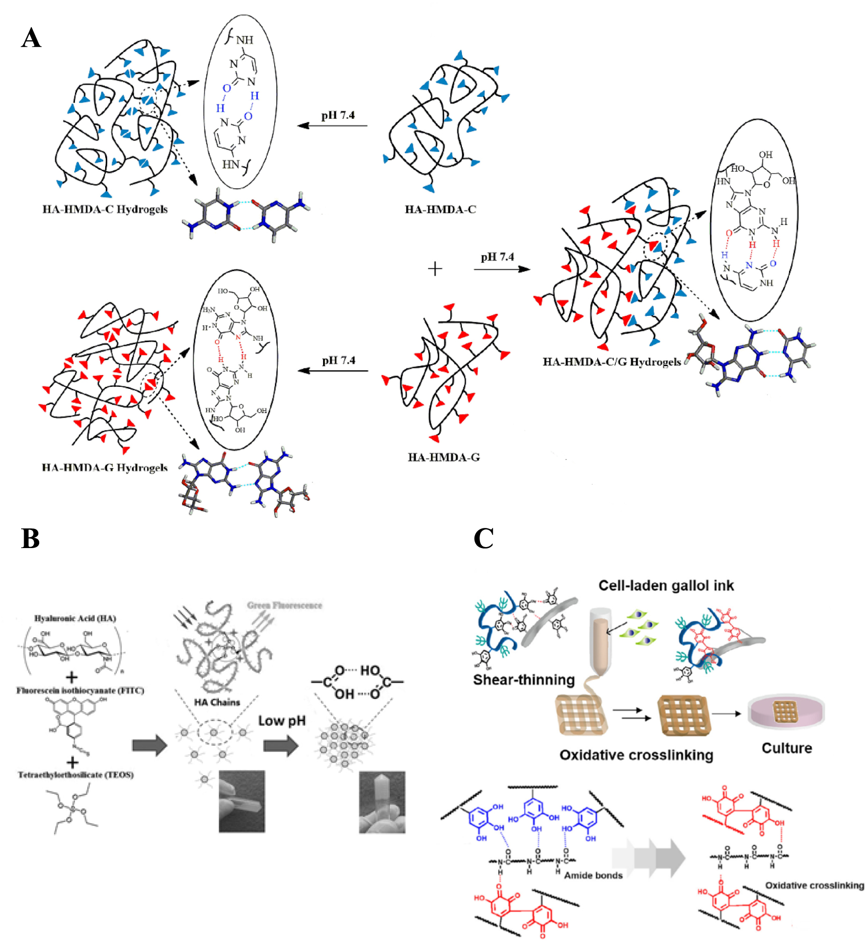 Hyaluronic acid-based supramolecular hydrogels for biomedical ...