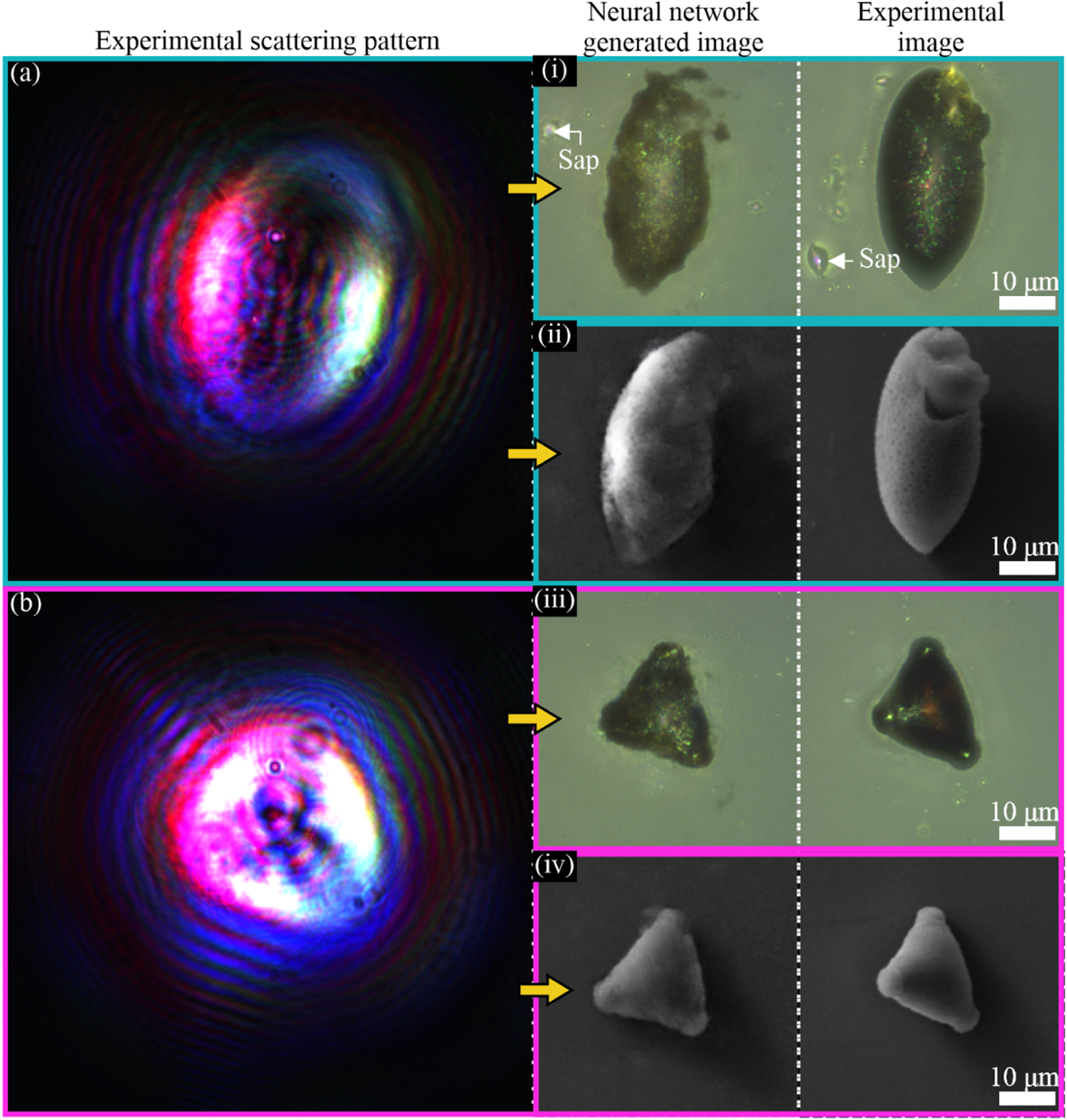 Lensless imaging of pollen grains at three-wavelengths using deep ...
