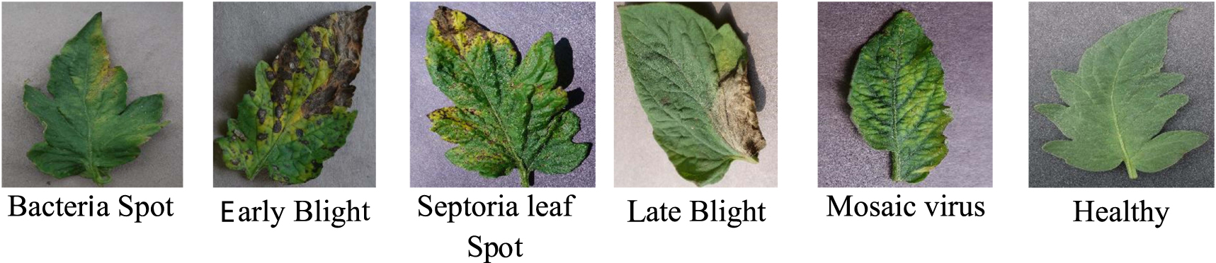 High-performance deep transfer learning model with batch normalization based on multiscale ...