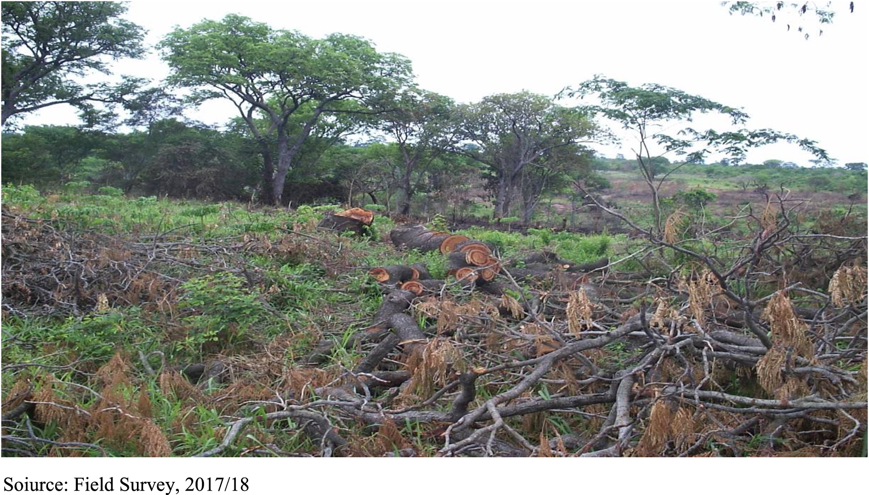 Assessment of human activities and its effects on forest management: a ...