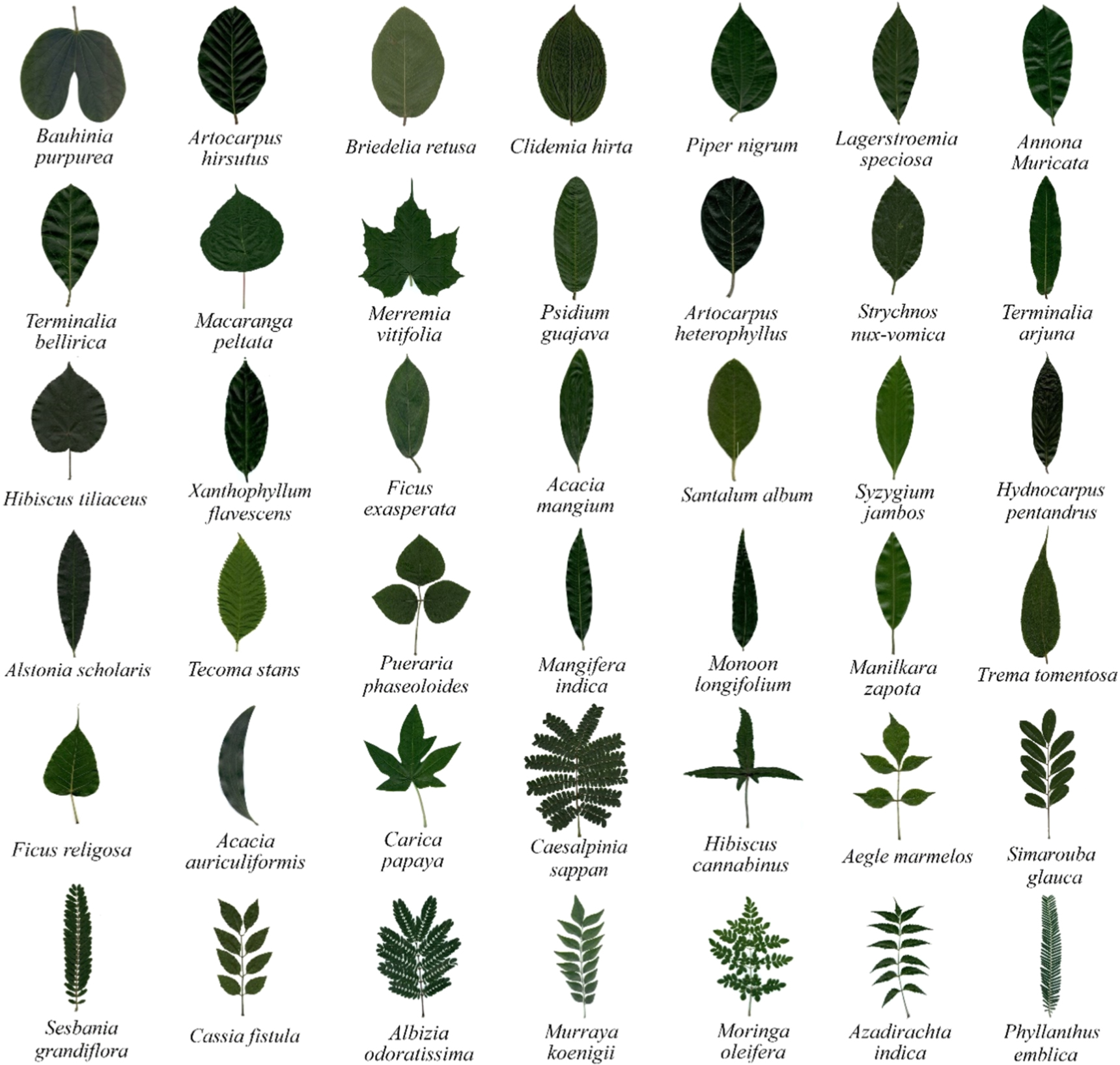 Fractal-Thermodynamic system analogy and complexity of plant leaves ...