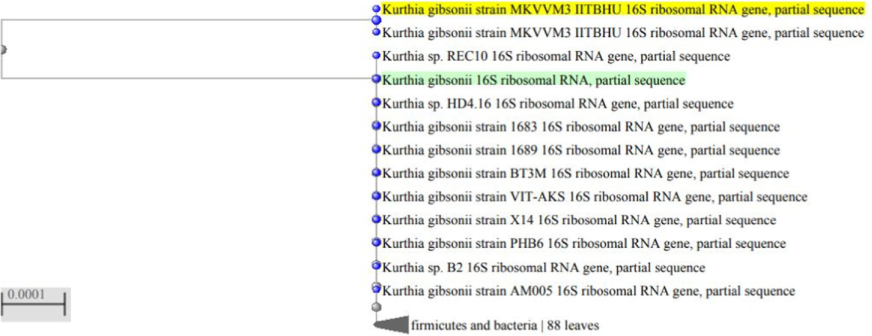 Isolation and characterization of arsenic resistant bacterial strian ...