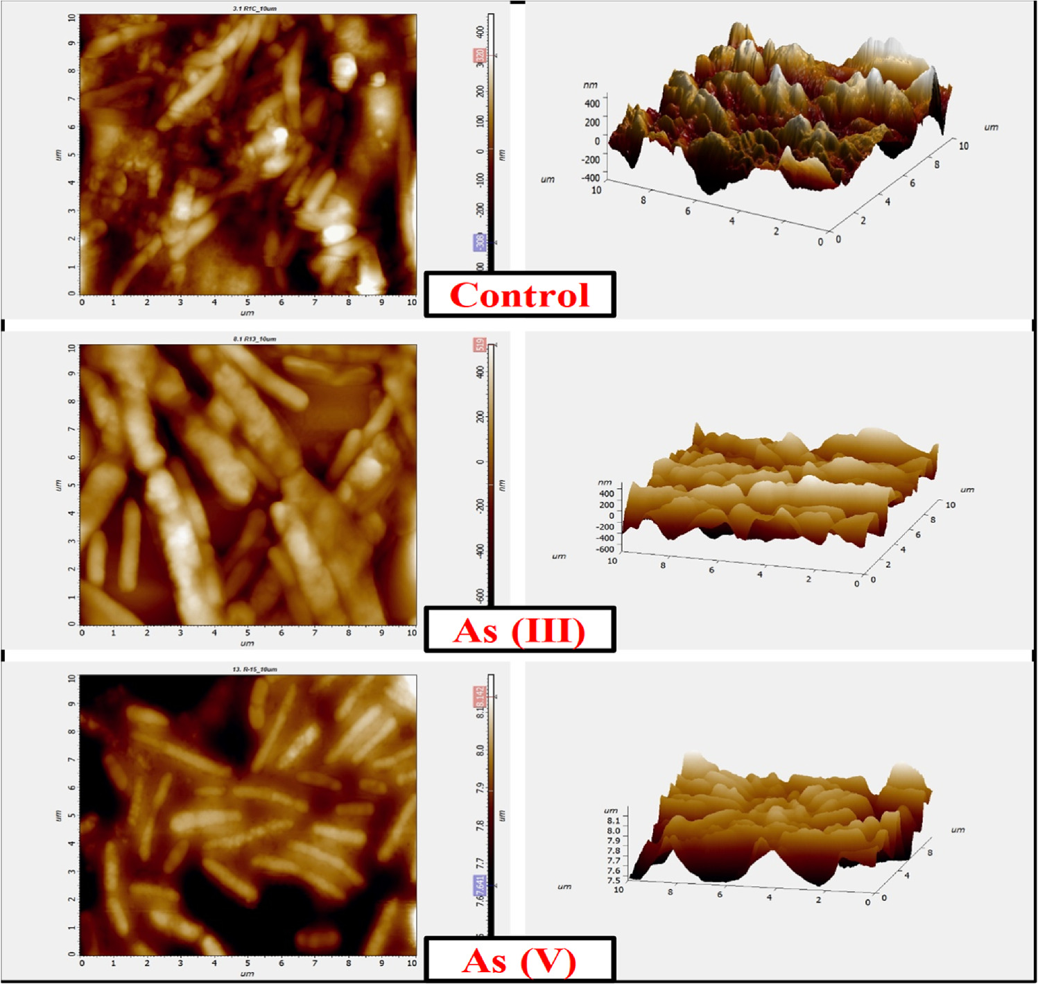 Isolation and characterization of arsenic resistant bacterial strian ...