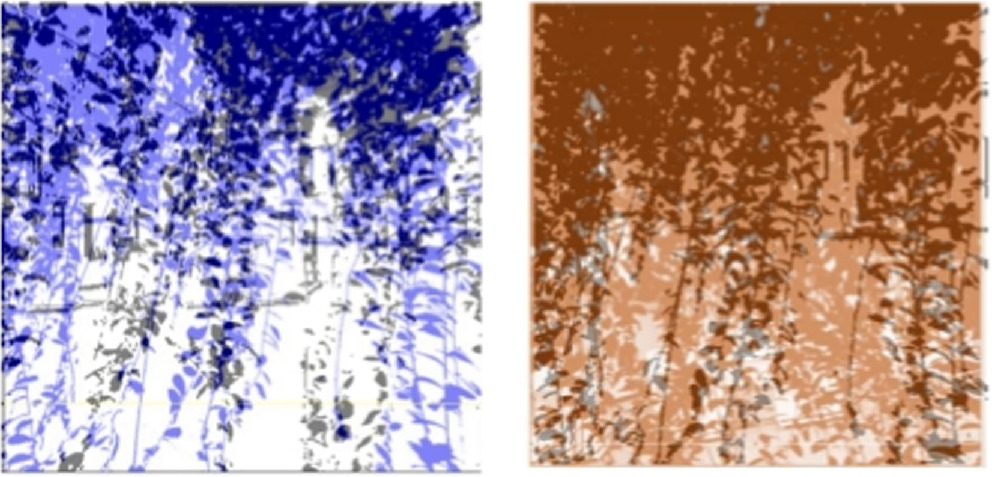 Assessing light performance of vertical greenery shading in tropical ...