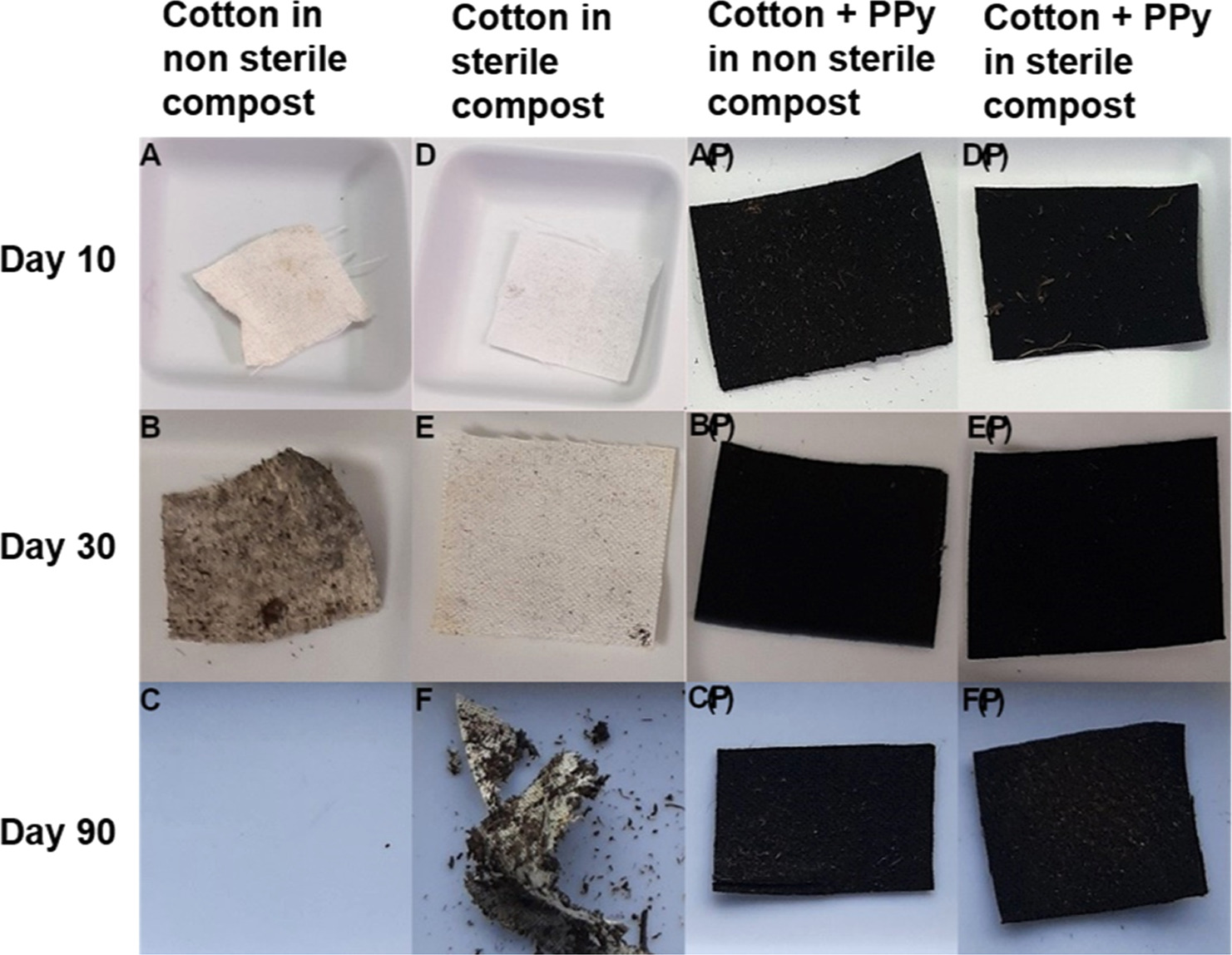 Behavior of polypyrrole-coated cotton fabric undergoing biodegradation ...