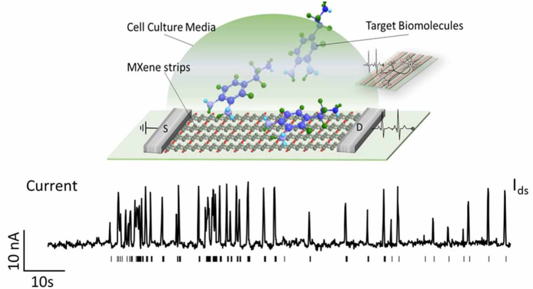 Latest advances in MXene biosensors - IOPscience