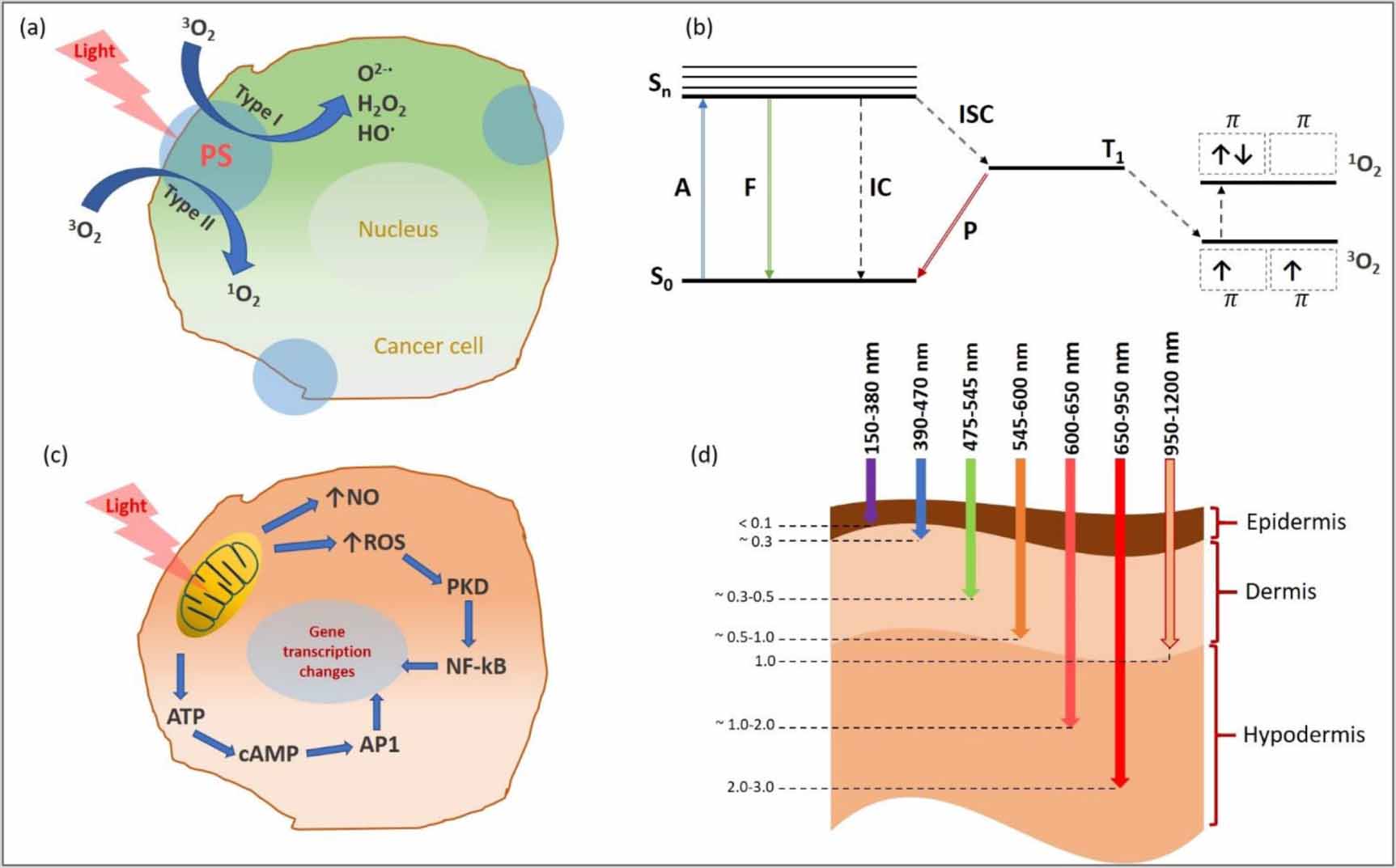 Quantum dot light-emitting diodes as light sources in photomedicine ...