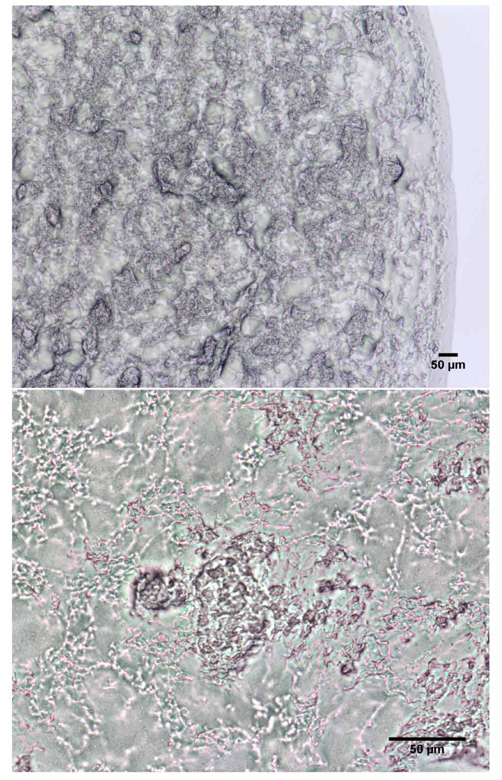 Interactions of different hydrocolloids with milk proteins - IOPscience