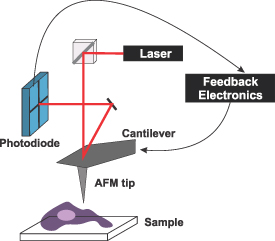 Applications of scanning probe microscopy in neuroscience research ...
