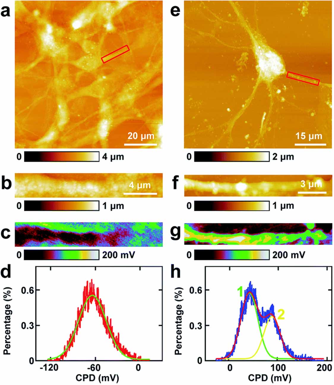 Applications of scanning probe microscopy in neuroscience research ...