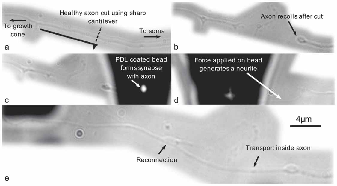 Applications of scanning probe microscopy in neuroscience research ...