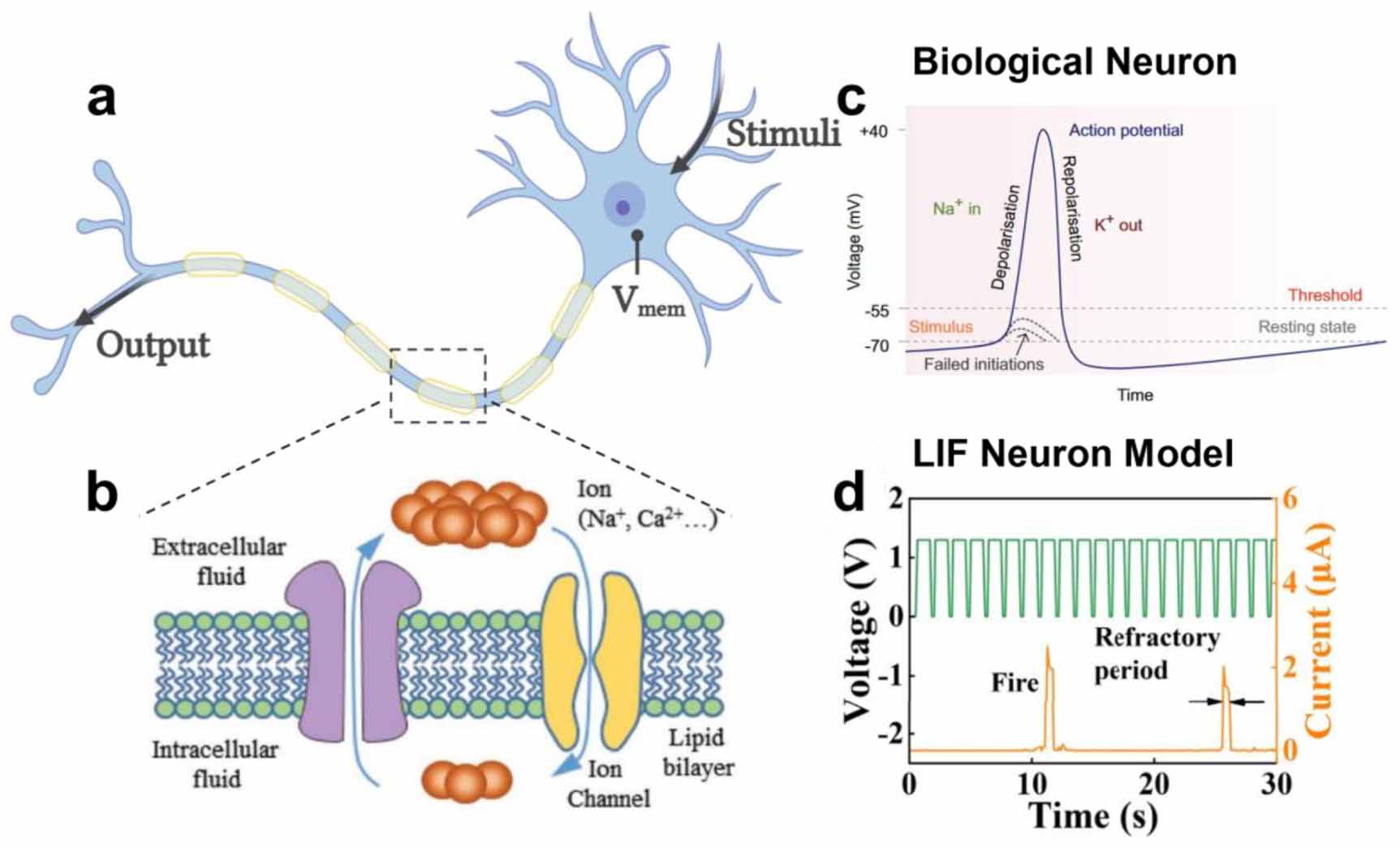 Emerging functions of two-dimensional materials in memristive neurons ...