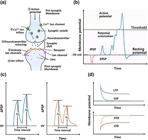 Near-infrared-detectable artificial synapses for advanced neuromorphic ...