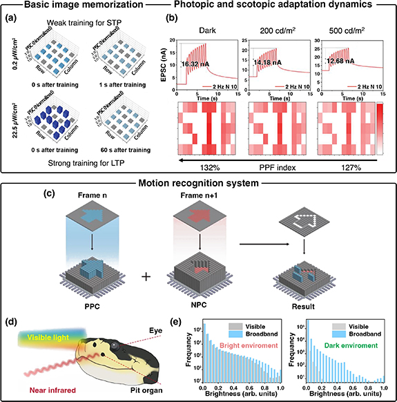 Near-infrared-detectable artificial synapses for advanced neuromorphic ...