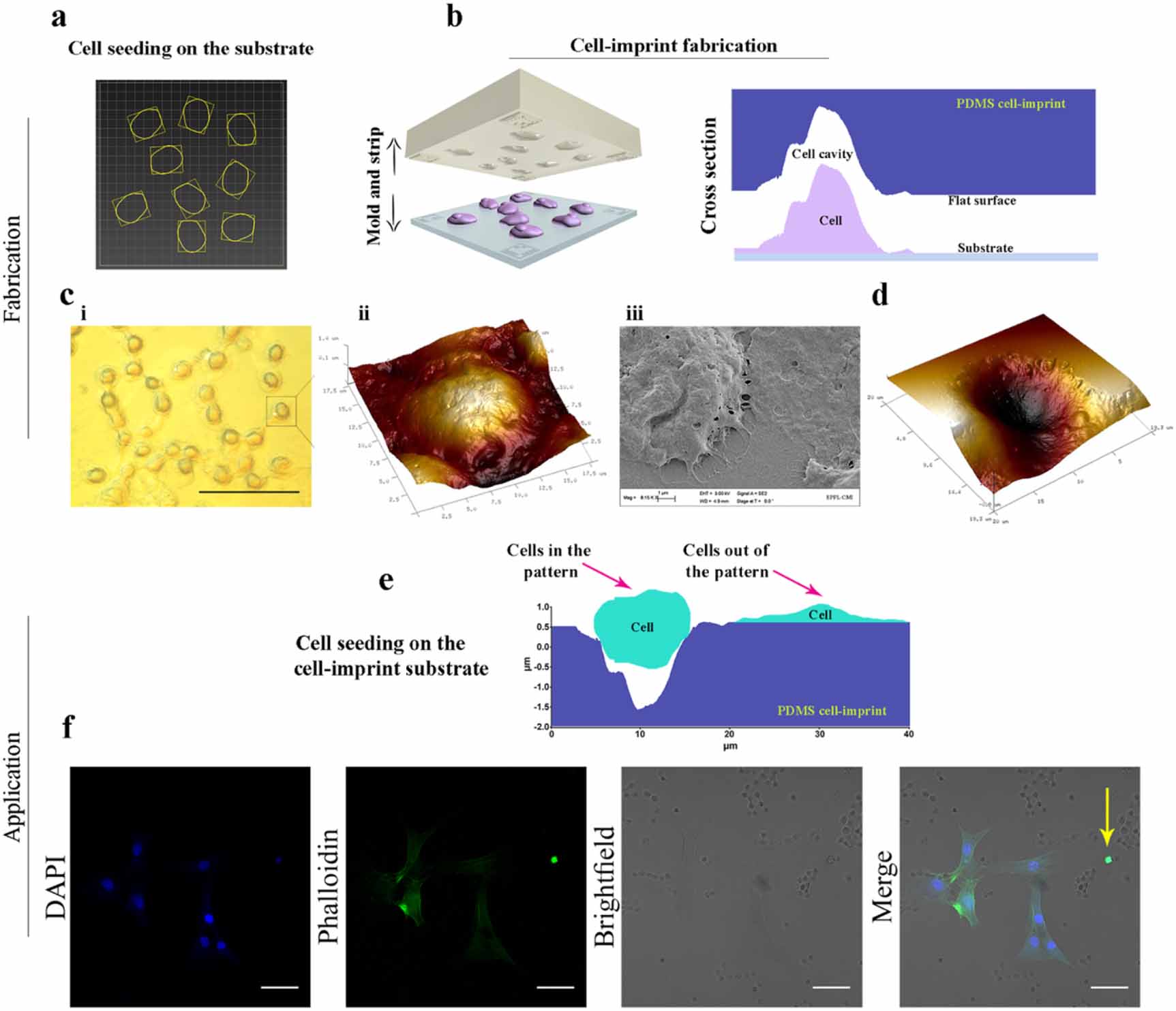 Optobiology: live cells in optics and photonics - IOPscience