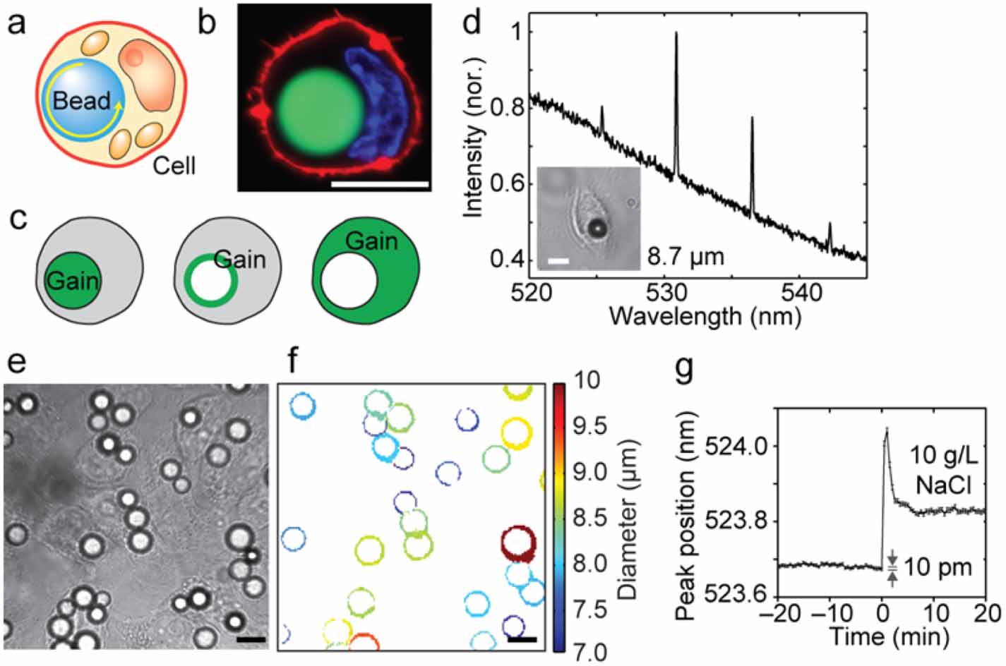 Optobiology: live cells in optics and photonics - IOPscience