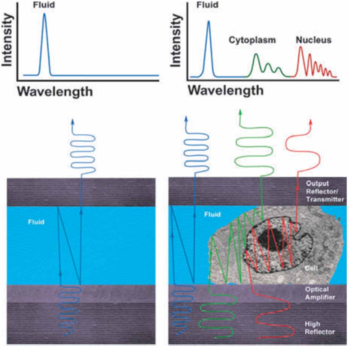 Optobiology: live cells in optics and photonics - IOPscience