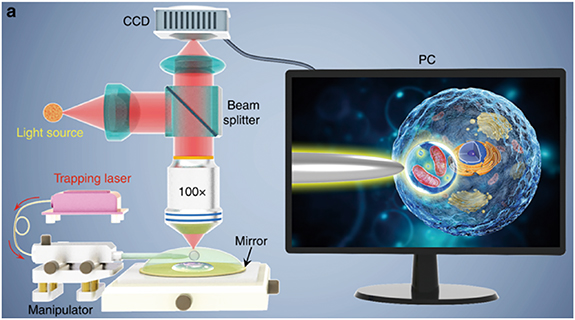 Optobiology: live cells in optics and photonics - IOPscience