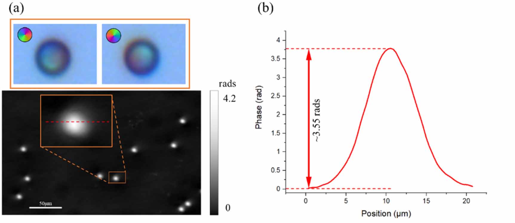 Isotropic quantitative differential phase contrast microscopy using ...