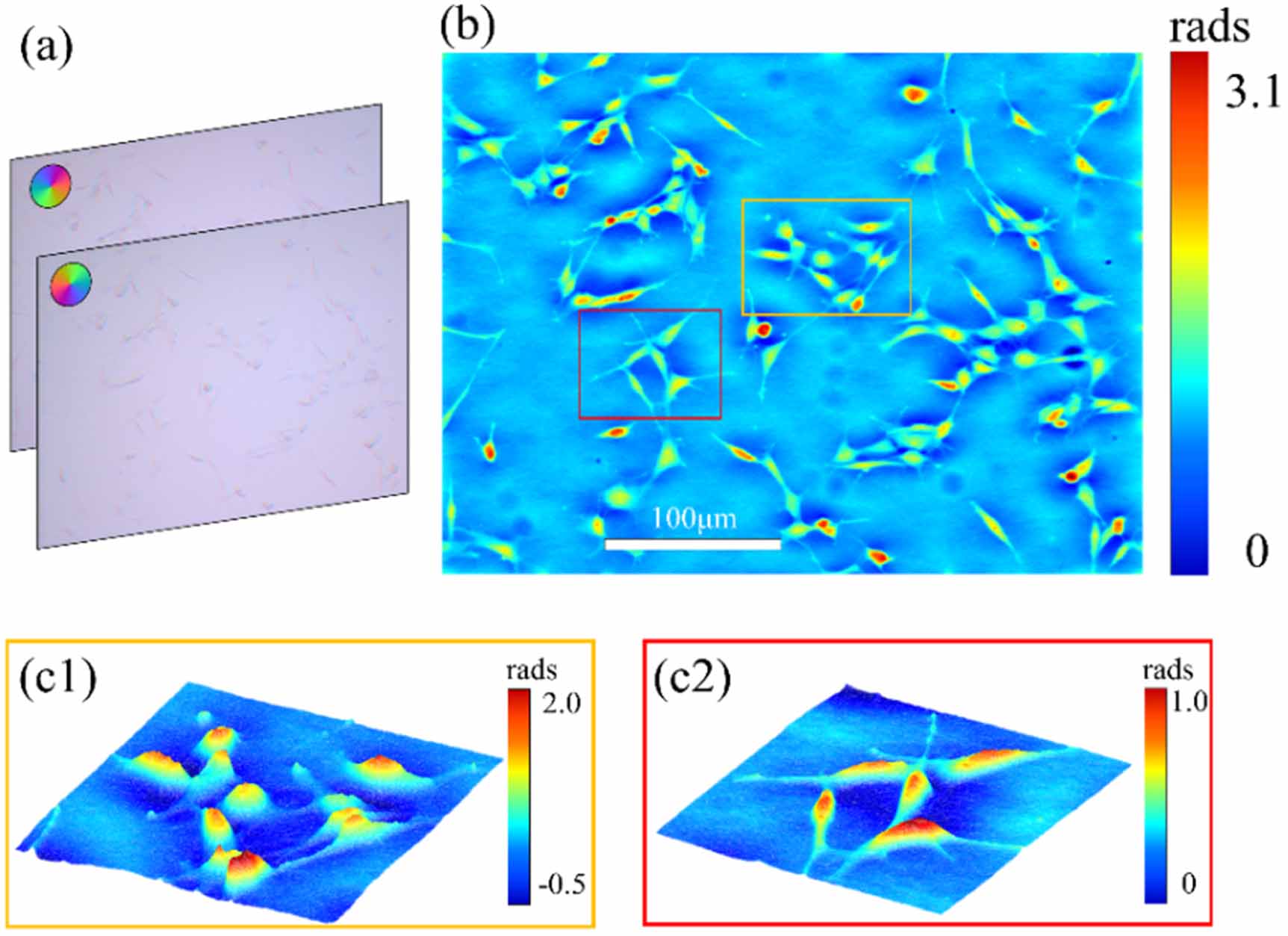 Isotropic quantitative differential phase contrast microscopy using ...