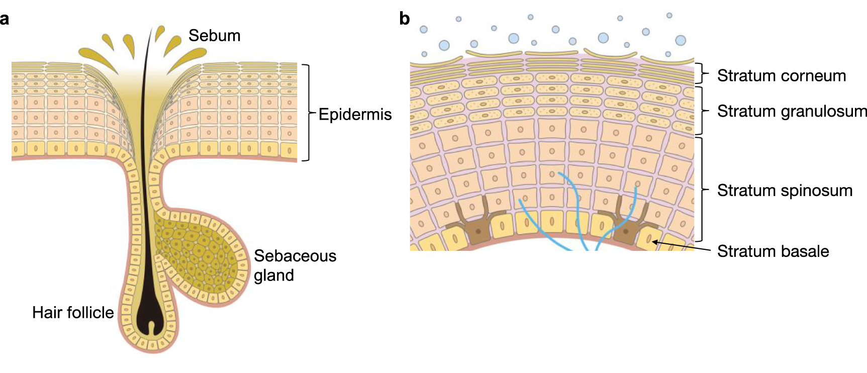 An emerging tool in healthcare: wearable surface-enhanced Raman ...