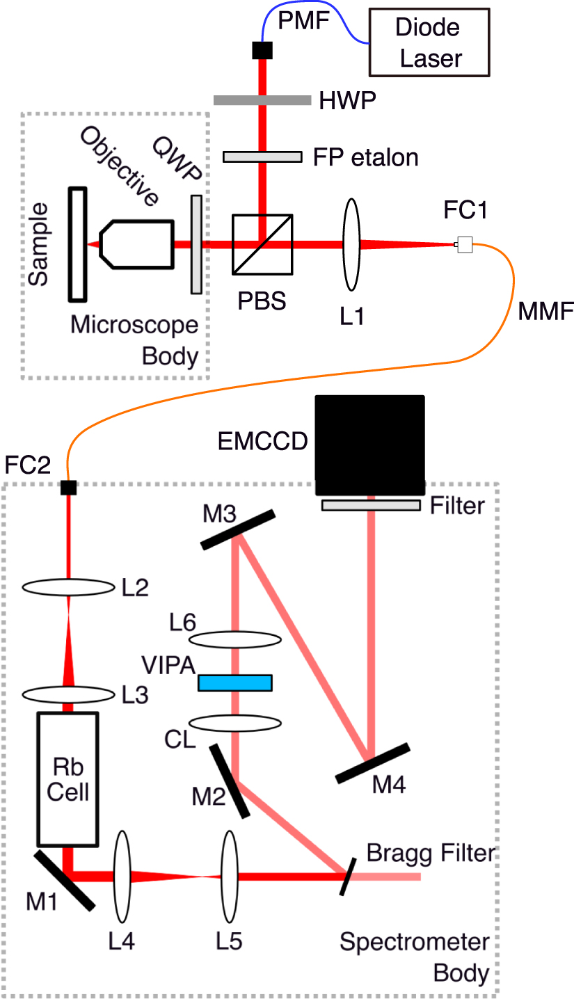 Multimode fiber-coupled VIPA spectrometer for high-throughput Brillouin ...