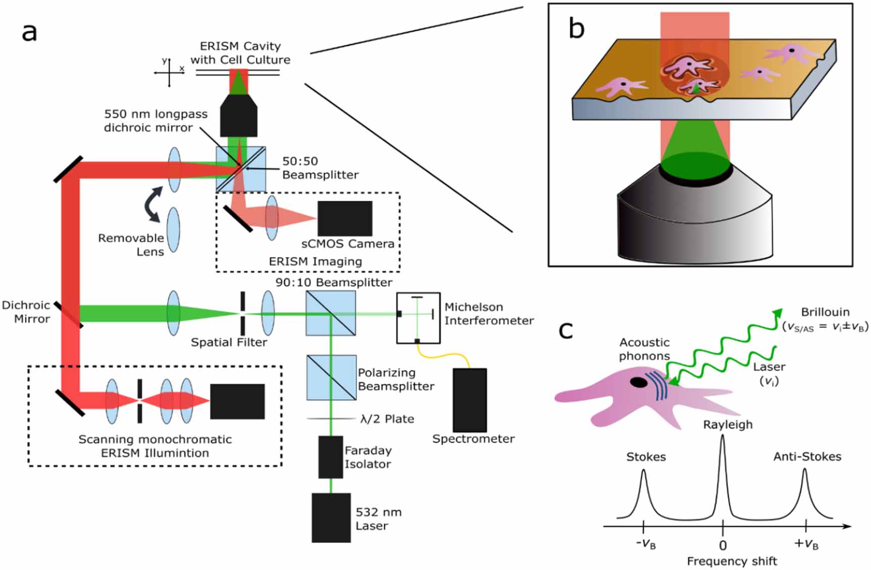A multi-modal microscope for integrated mapping of cellular forces and ...