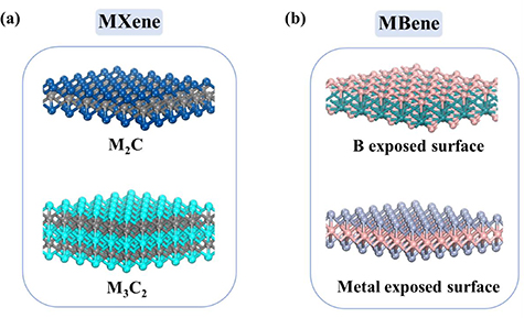 MXene and MBene as efficient catalysts for energy conversion: roles of ...