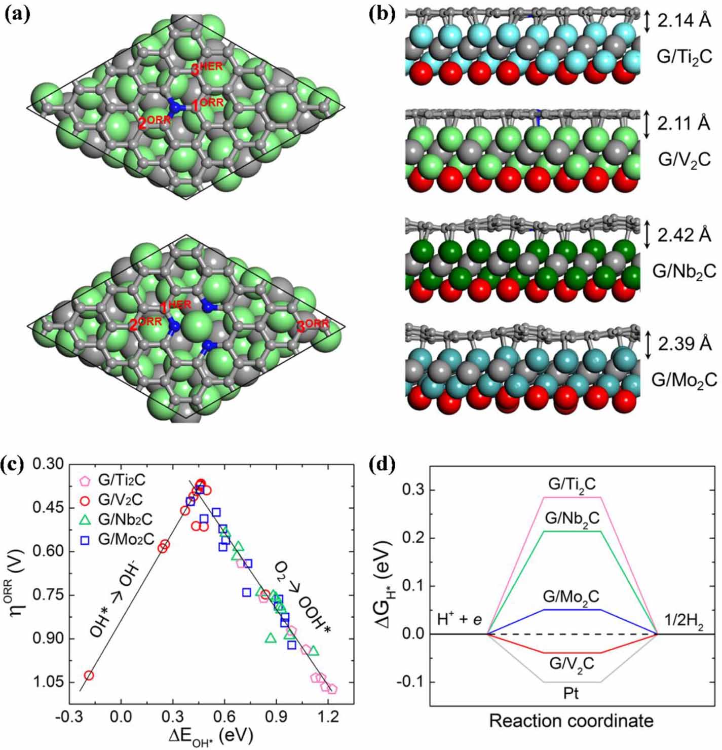 MXene and MBene as efficient catalysts for energy conversion: roles of ...