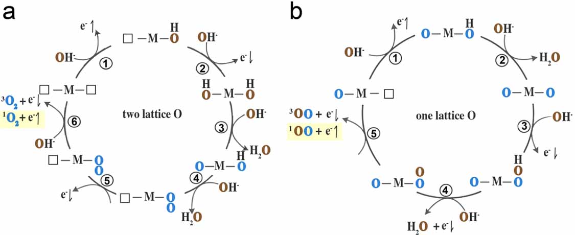 A discussion on the possible involvement of singlet oxygen in oxygen ...