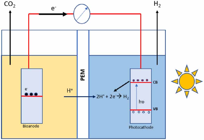 Microbial bioelectrochemical cells for hydrogen generation based on ...