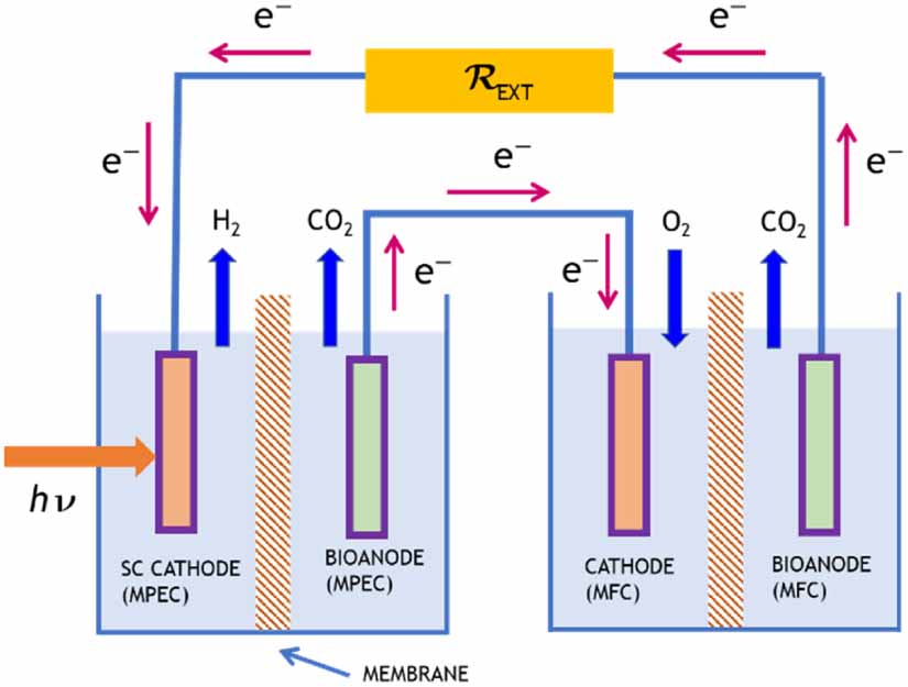 Microbial bioelectrochemical cells for hydrogen generation based on ...