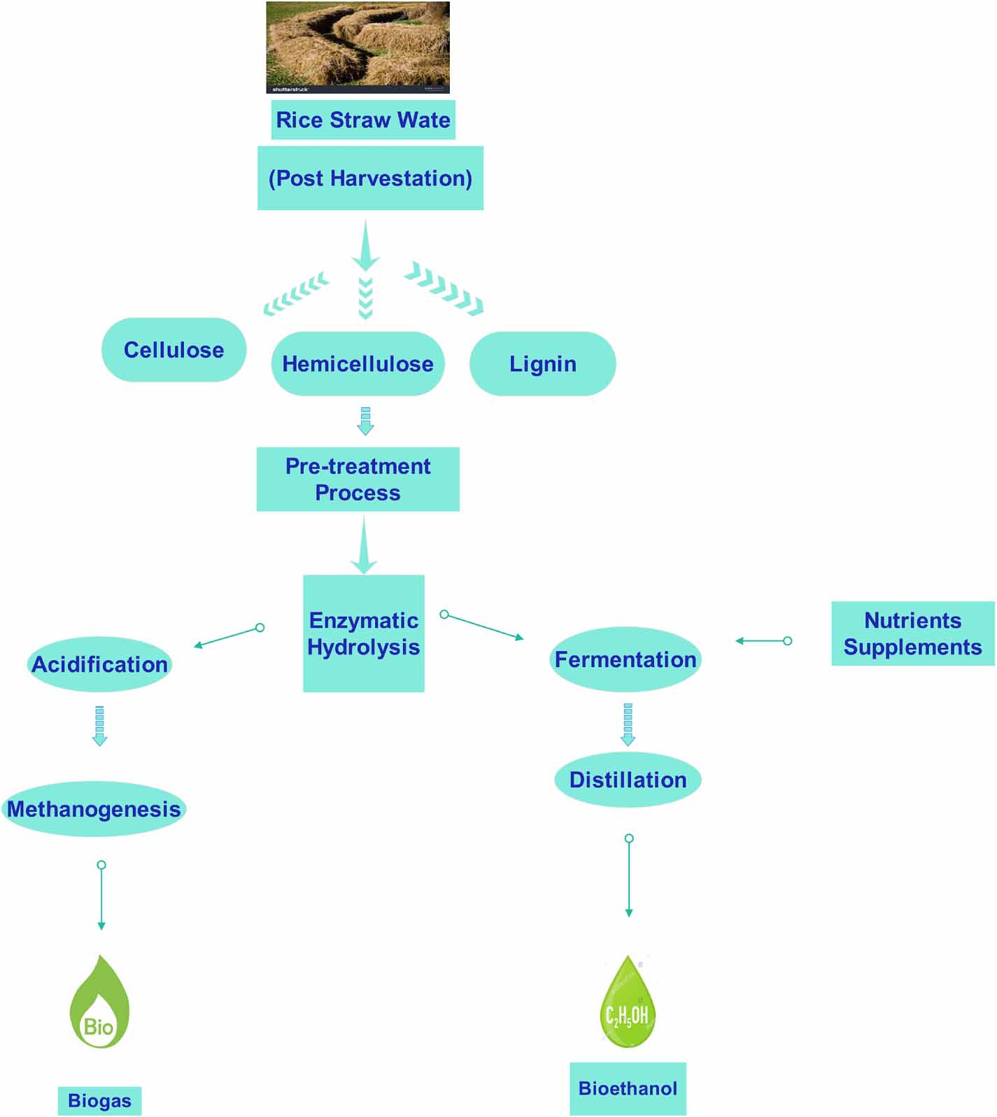 Valorization of lignocellulosic rice husk producing biosilica and ...