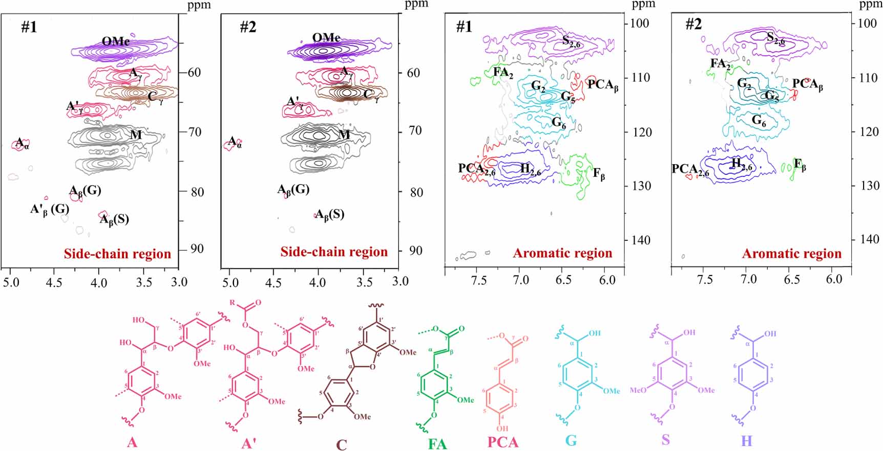 Construction of anhydrous two-step organosolv pretreatment of ...