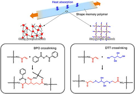 Elastocaloric effect of shape memory polymers in elastic response ...