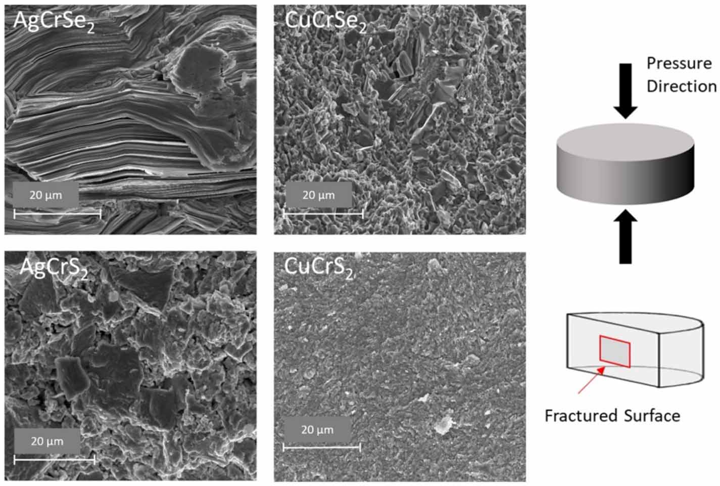 Thermal and electronic transport properties of ACrX2 superionic ...