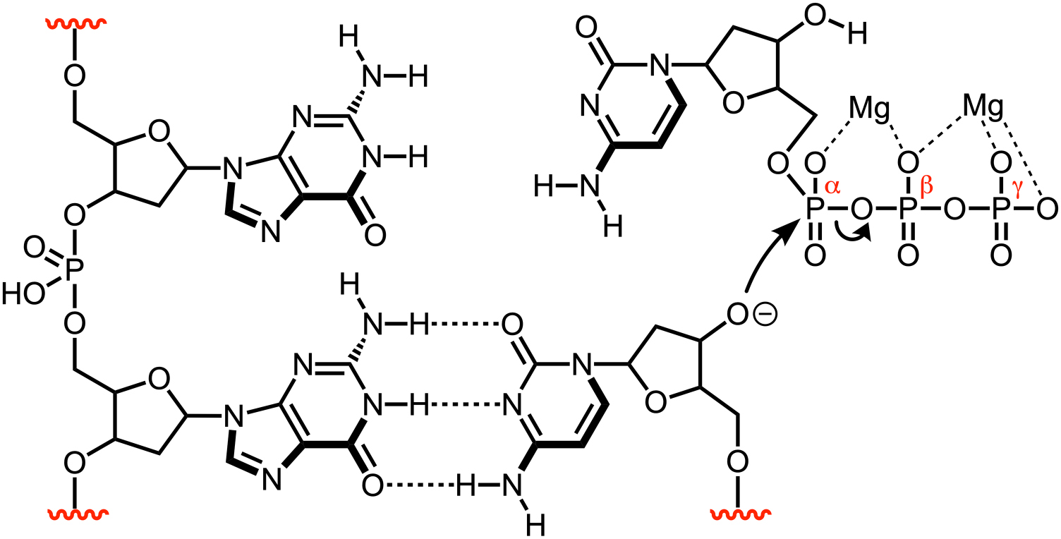 Nucleophilic substitution at di- and triphosphates: leaving group ...